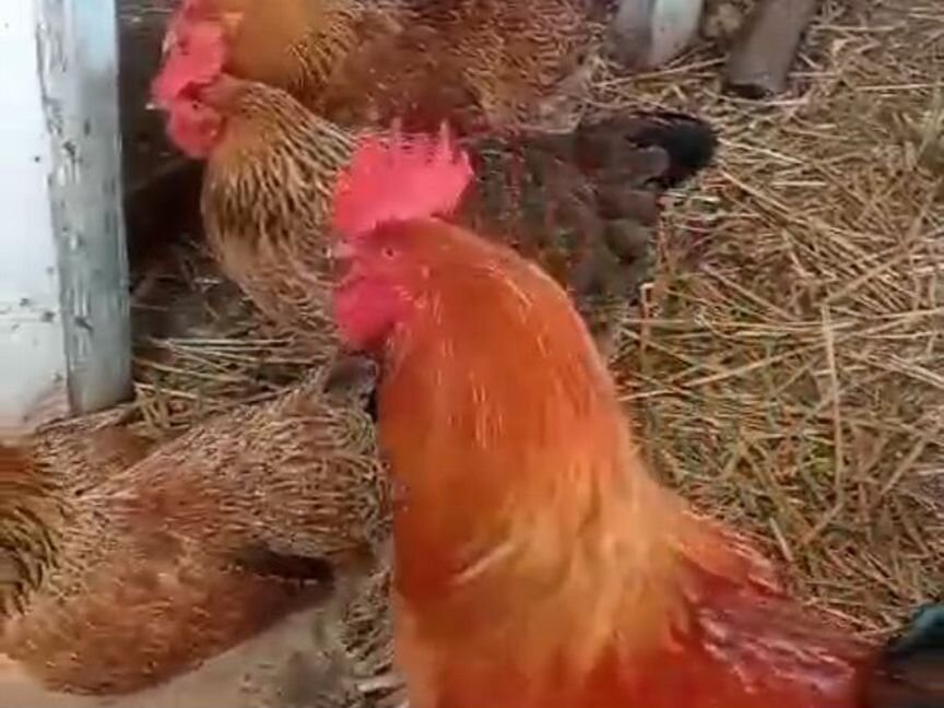 Кучинская курица