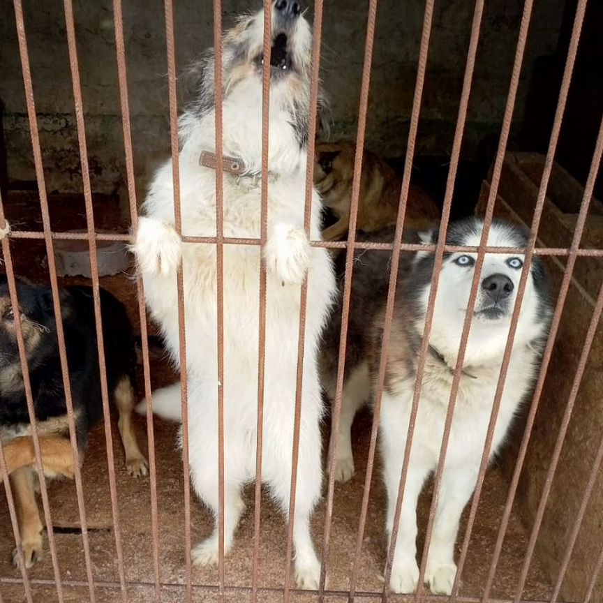 Собаки в отлове