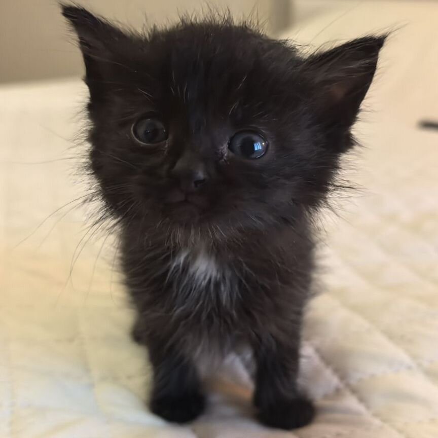 Котёнок в добрые руки