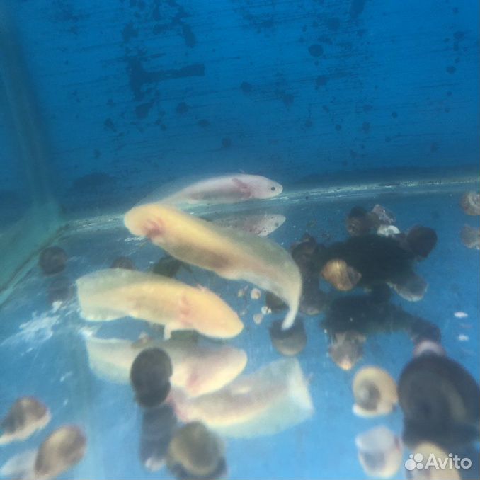 Аксолотль розовый и альбинос