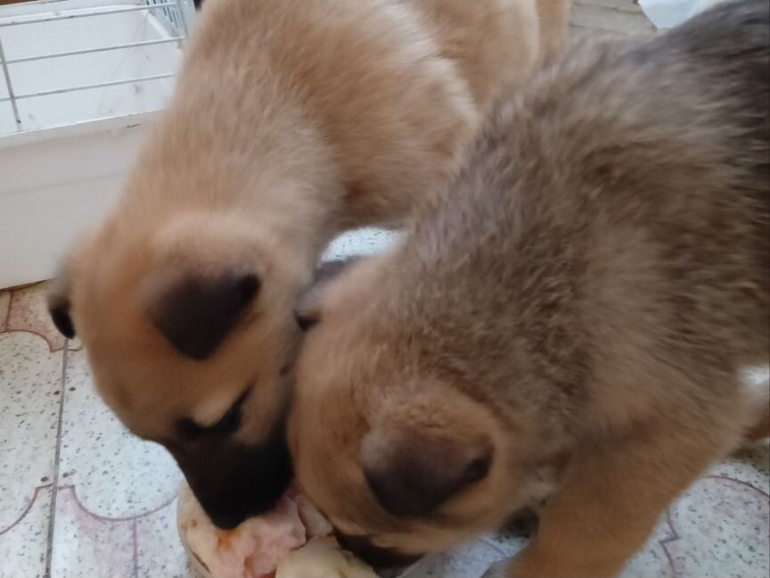 Щеночки ищут дом