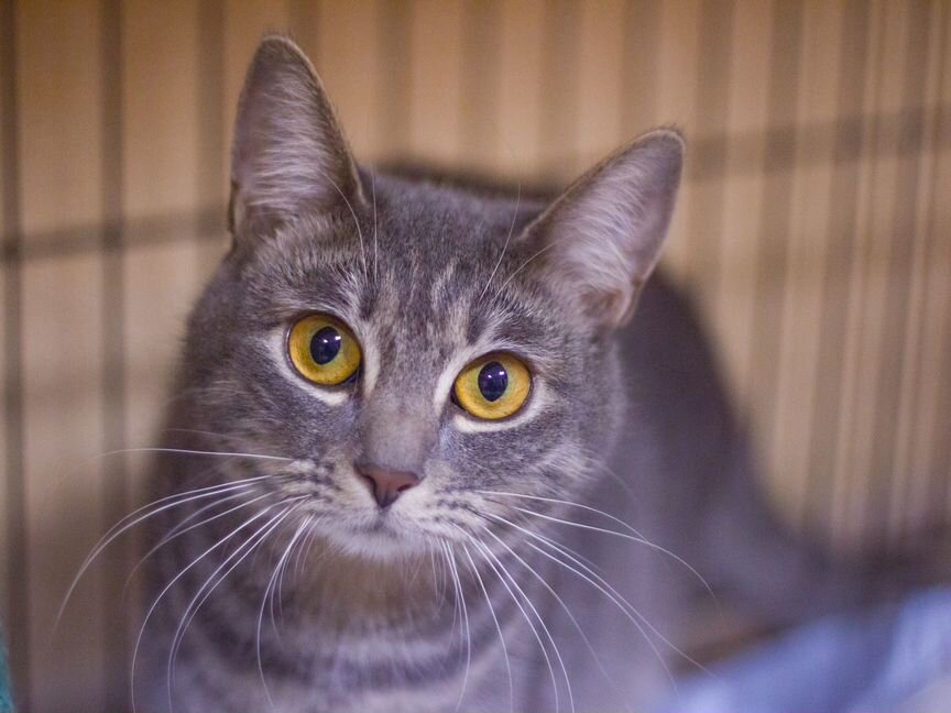 Кот Мультик ищет дом