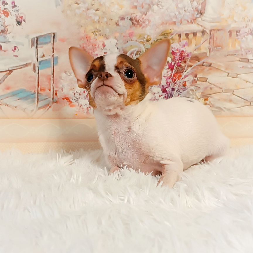 Чихуахуа шикарный тайский мальчик