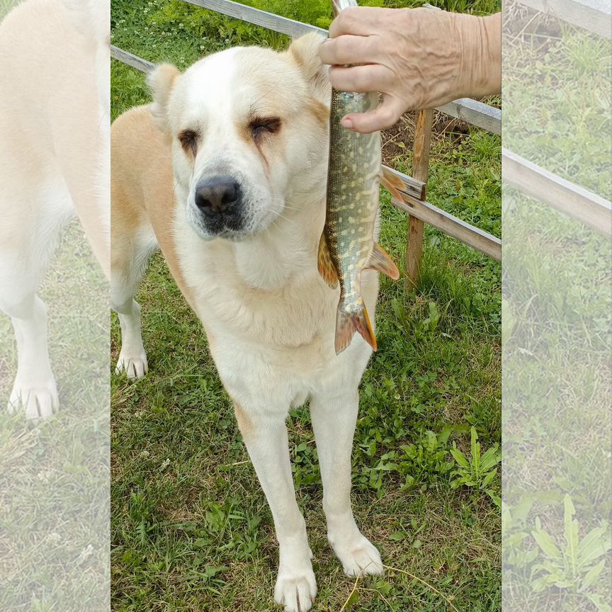 Среднеазиатская овчарка, взрослая собака