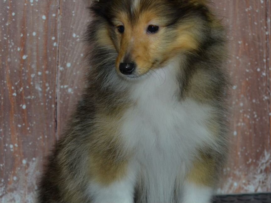 Мальчики шелти