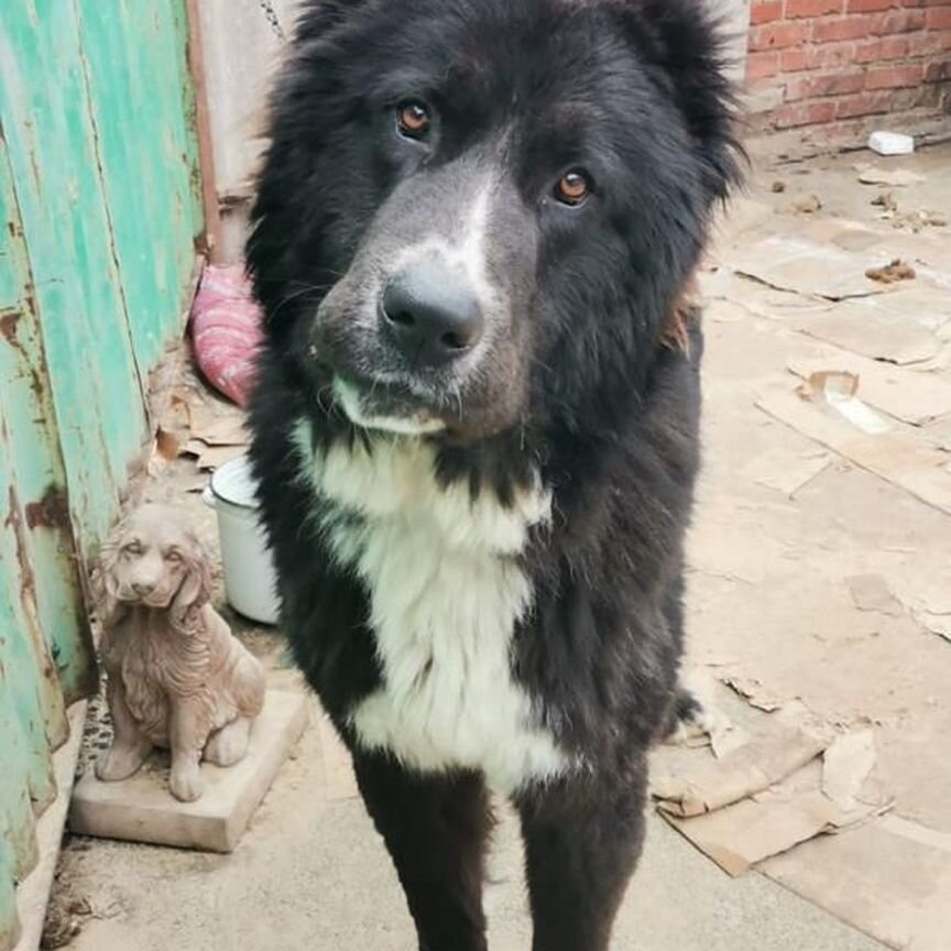 Алабай мальчик 1 год