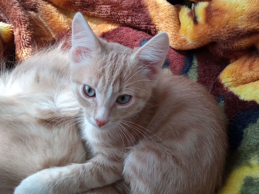 Бежевый котенок