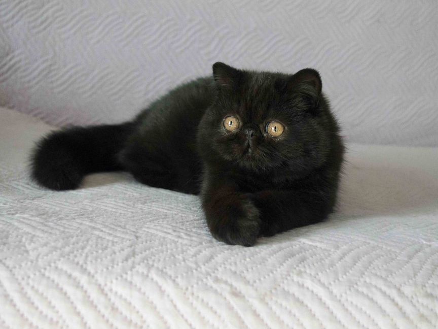 Черный мальчик экзот