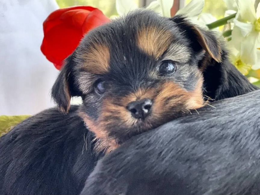 Йоркширский терьер щенки