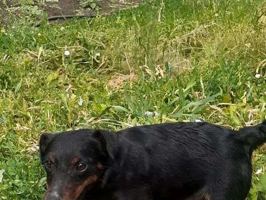 Ягдтерьеры