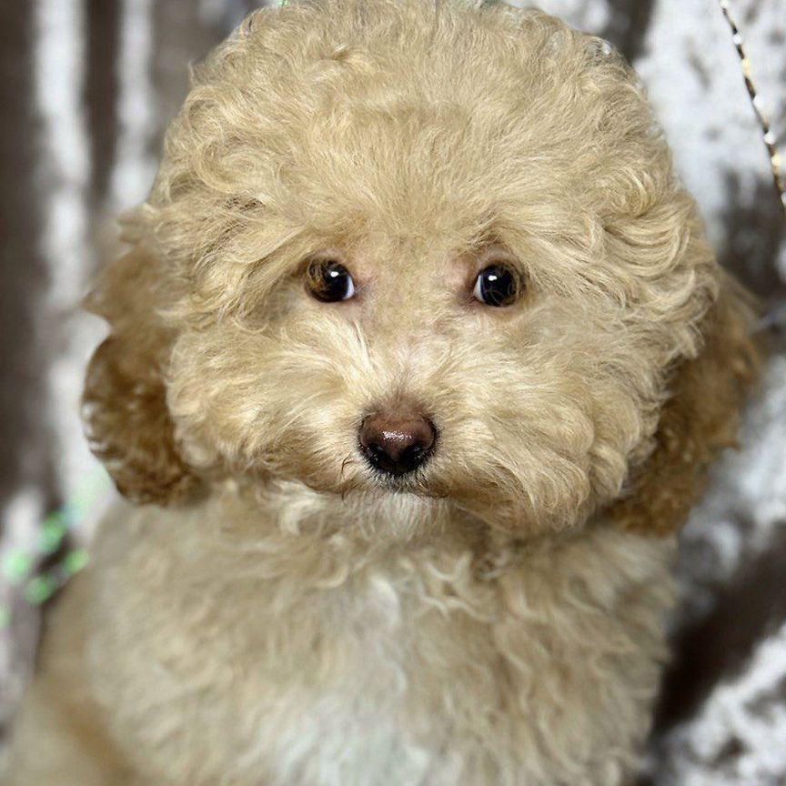 Мальтипу, щенок