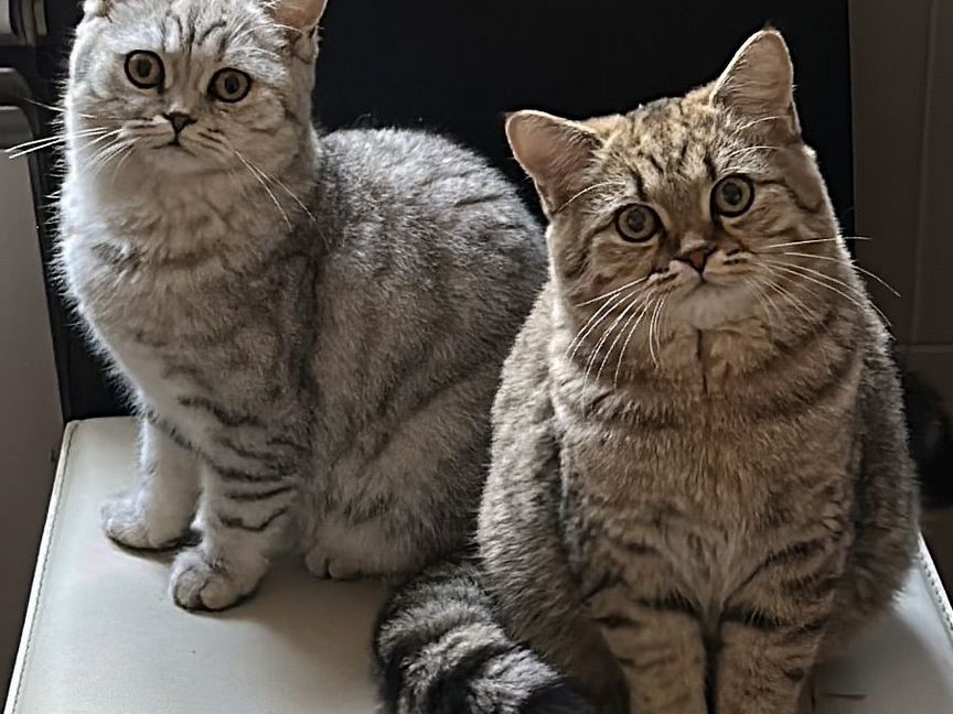 Шотландская кошка