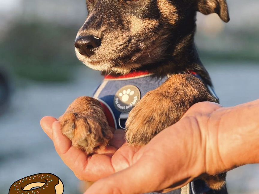 Щенок в добрые руки бесплатно маленькая порода