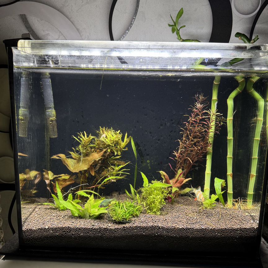 Аквариум 25 литров   растения рыбки