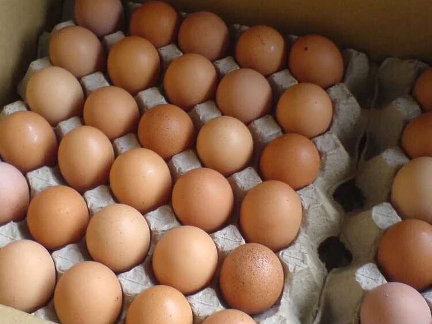 Инкубационное яйцо