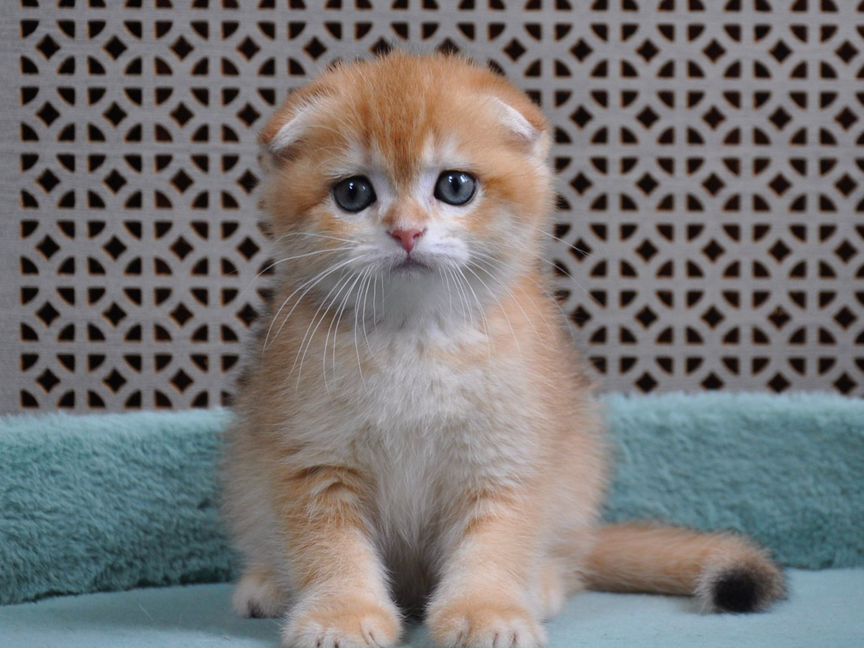 Котята золотая шиншилла