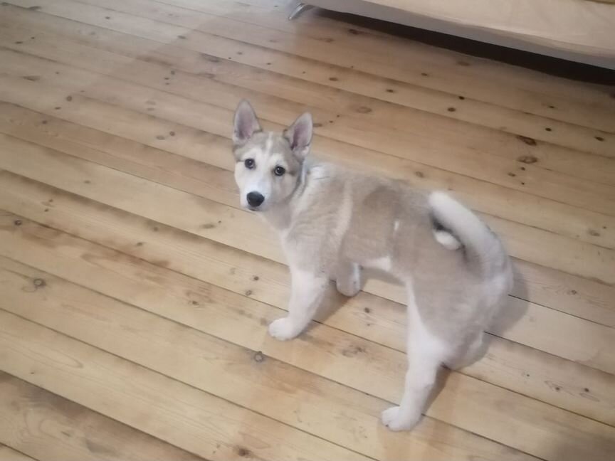 Западно сибирская лайка