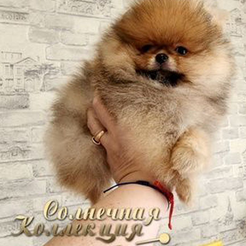 Померанский шпиц, щенок