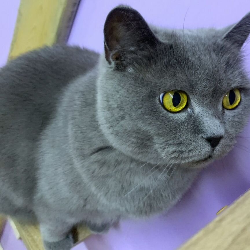 Полюбить так королеву