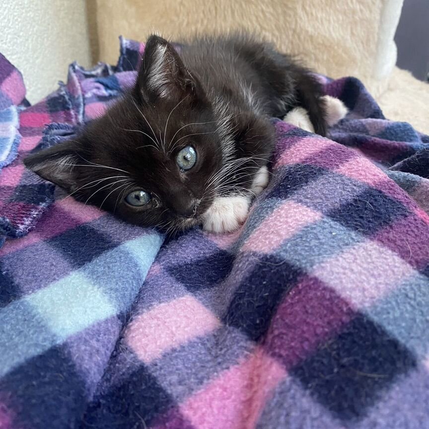 Котенок мальчик в добрые руки