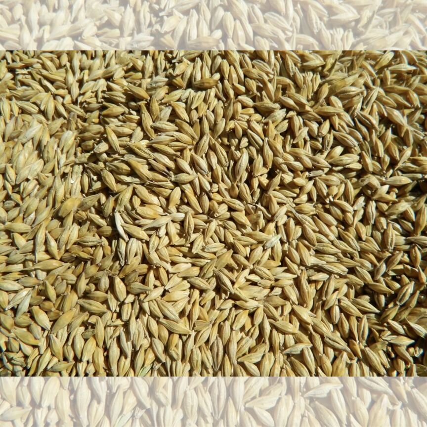 Ячмень медикум 139