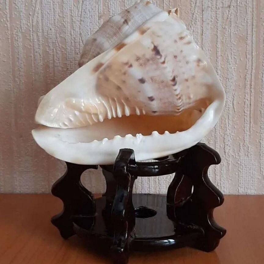 Красивые морские раковины