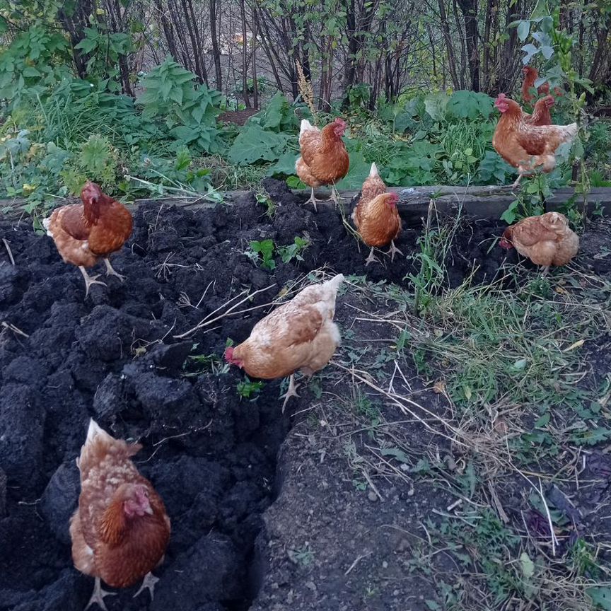 Куры молодки несушки домашние