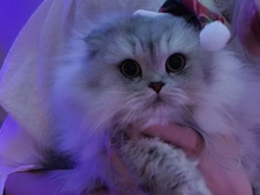 Шотландская шиншилла котята