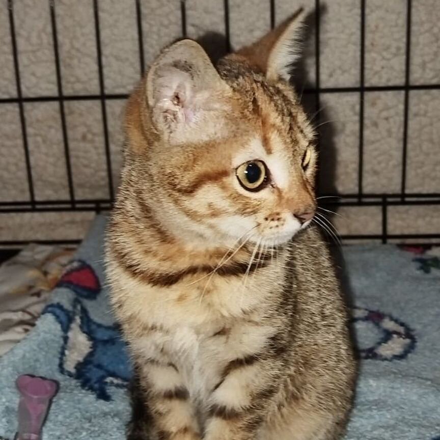 Котенок в добрые руки
