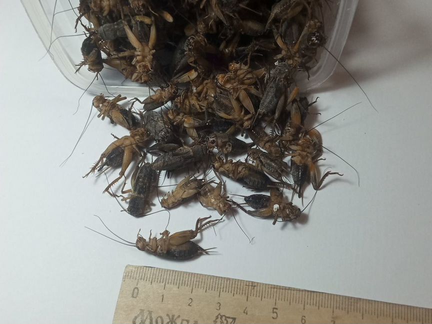 Сверчки кормовые свежезамороженные