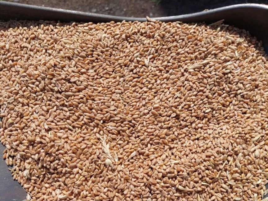 Рожь озимая