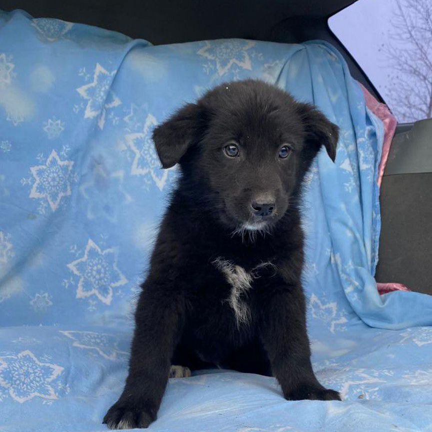 Щенок мальчик в добрые руки