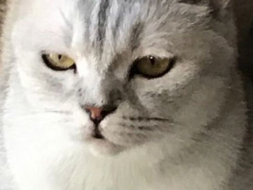 Кошечка Луша