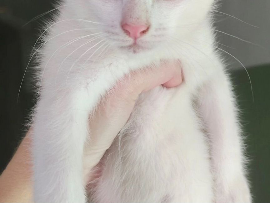 Котенок девочка ждет своих мам и пап