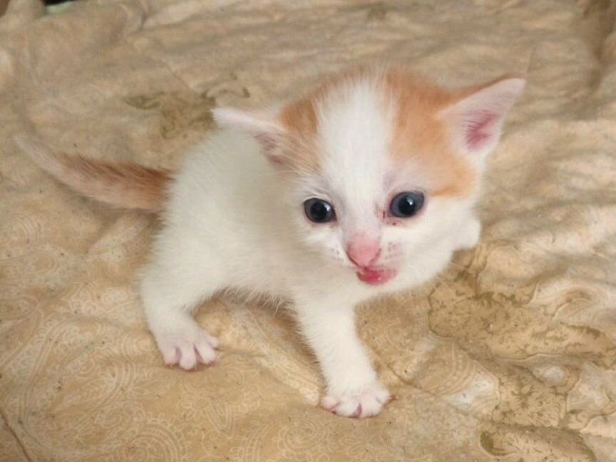 Котёнок в добрые руки