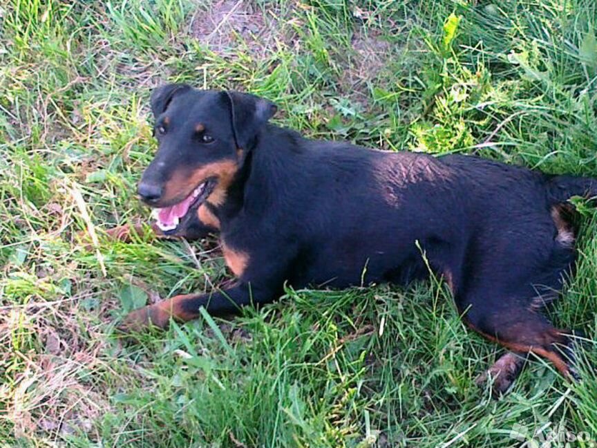 Собаки щенки