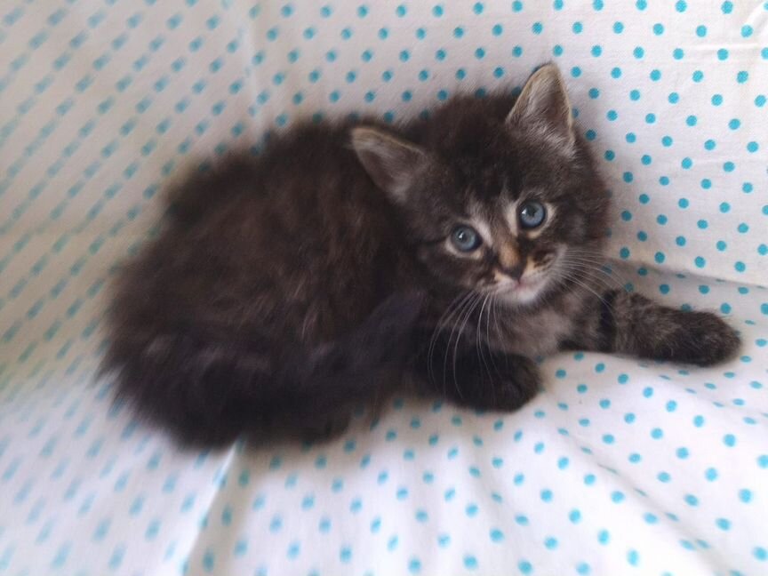 Сибирская красавица