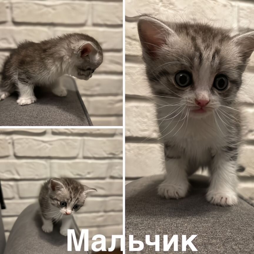 Шотландский прямоухий длинношёрстный котёнок