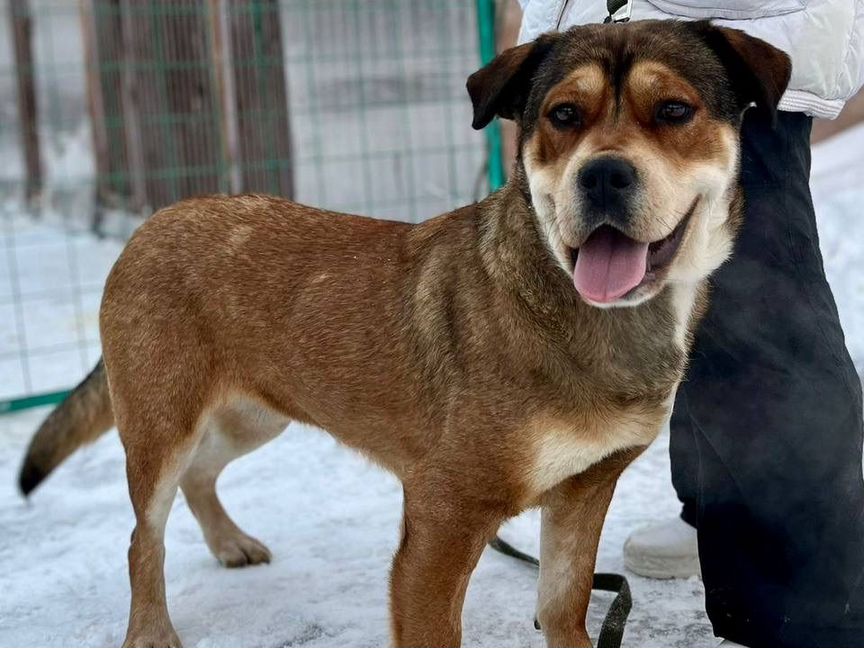 Собака,которую предали