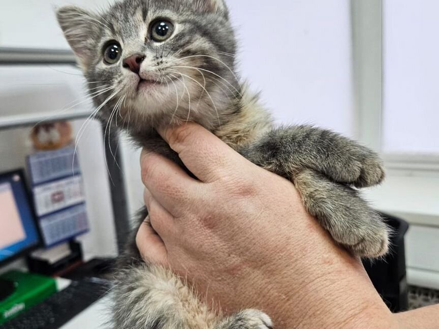 Котенок в добрые ручки