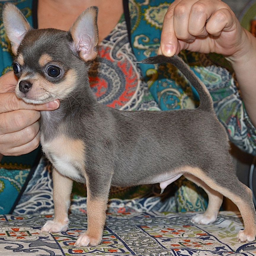 Маль- Чишка