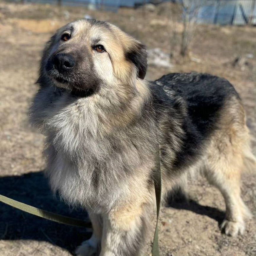 Борис Комок счастья