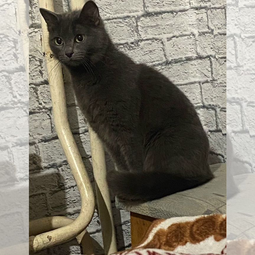 Британская короткошёрстная, взрослая кошка