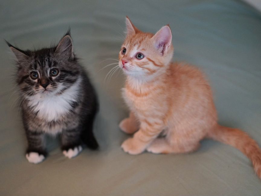 Котята родились13 ноября