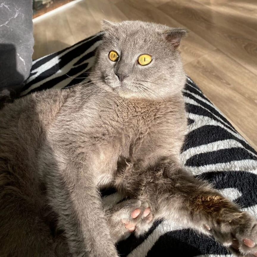 Кот шотландский в добрые руки