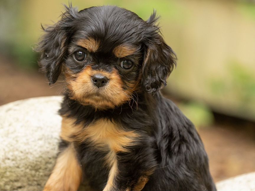 Кавалер кинг чарльз спаниель щенок девочка