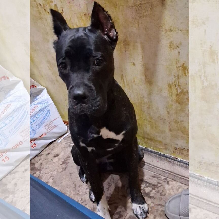 Кане-корсо, щенок