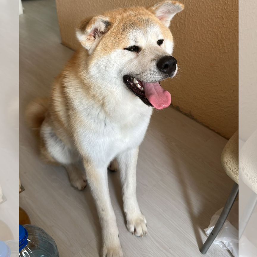 Акита-ину, взрослый пёс