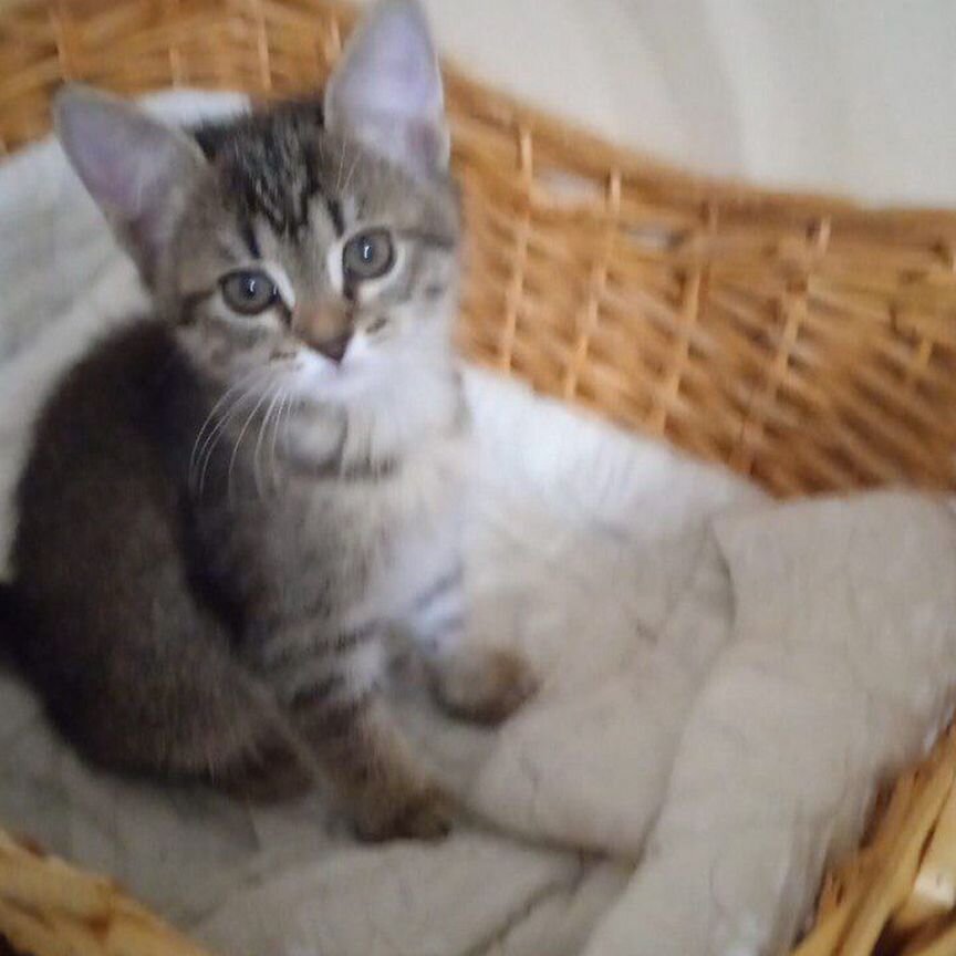Котенок малышка в дар