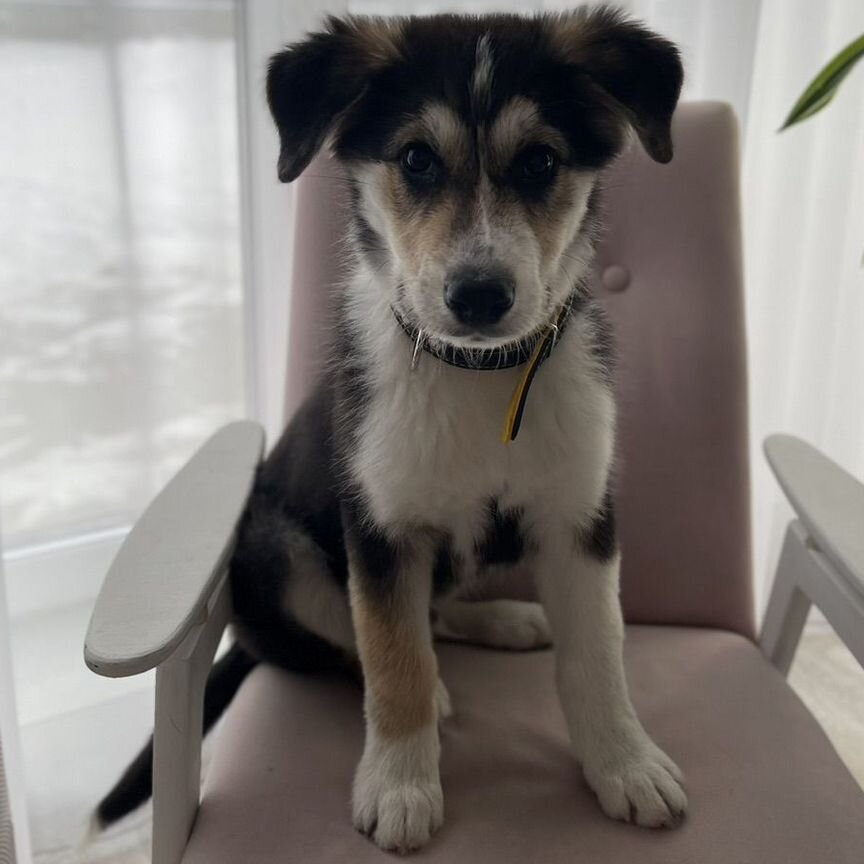 Щенок в добрые руки